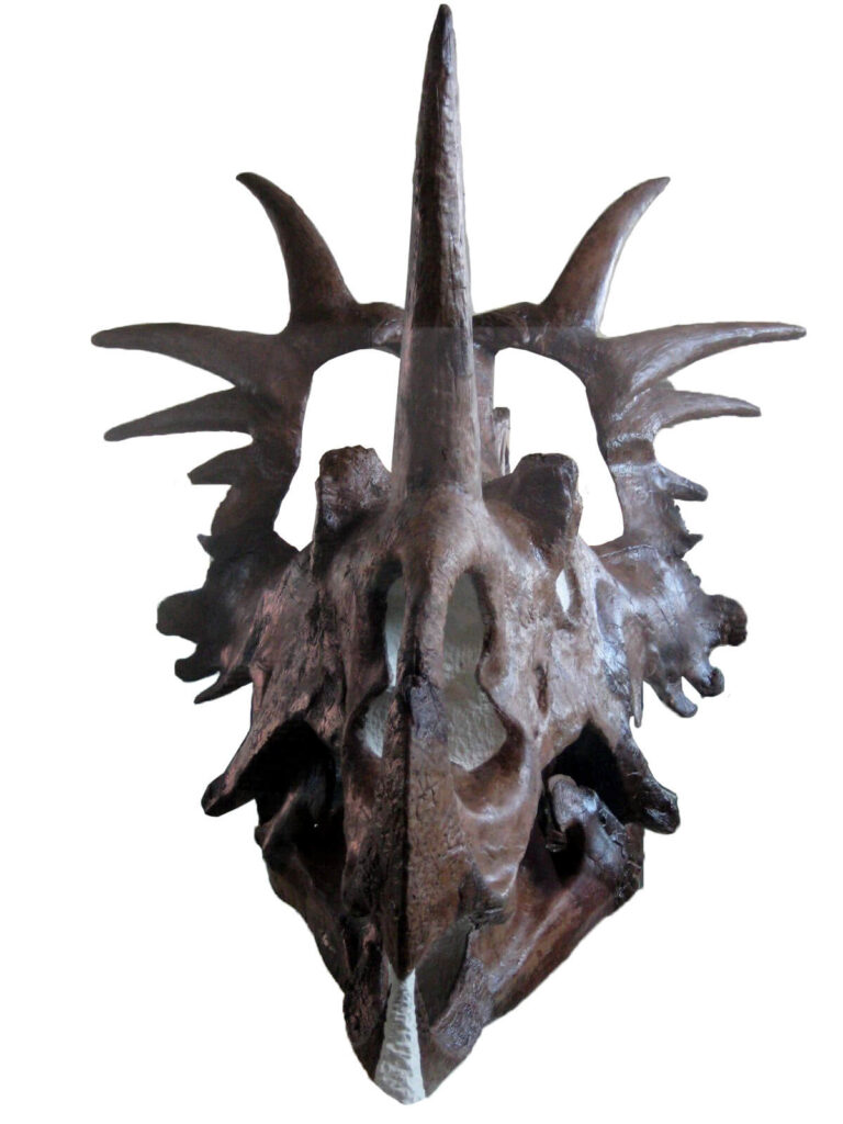 【スティラコサウルス】襟飾りに大きなトゲみたいな角6本の角竜| 恐竜図鑑 | KidZAURUS (キッザウルス)