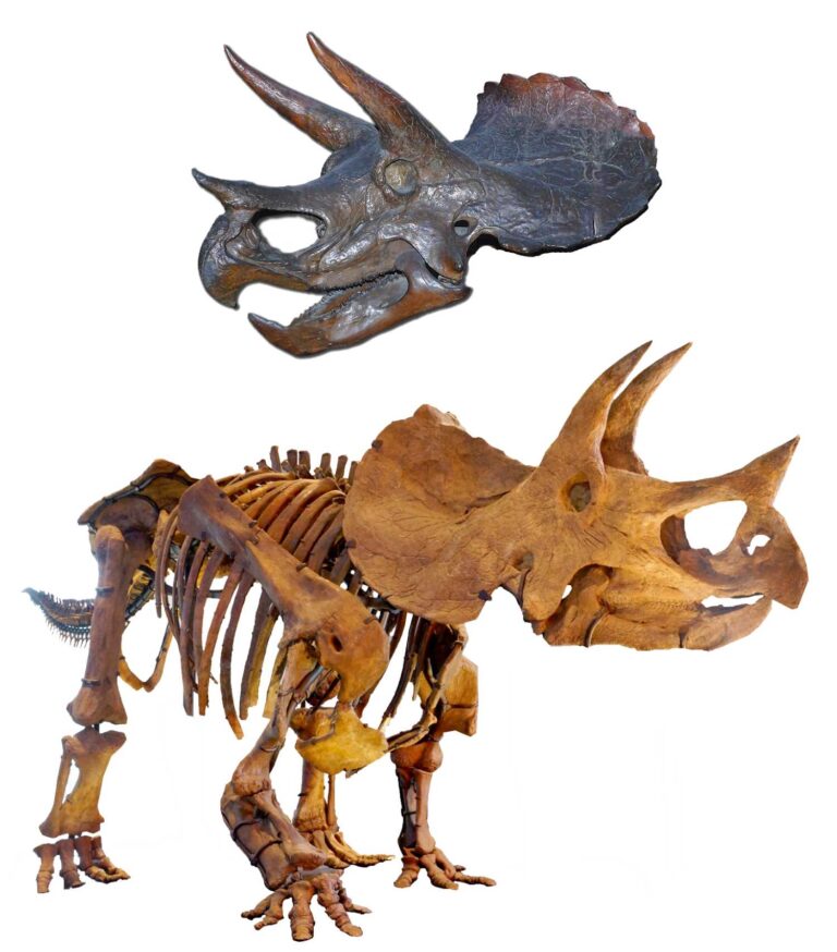 【トリケラトプス】3本のツノとフリルが武器！ 最強の植物食恐竜| 恐竜図鑑 | KidZAURUS (キッザウルス)