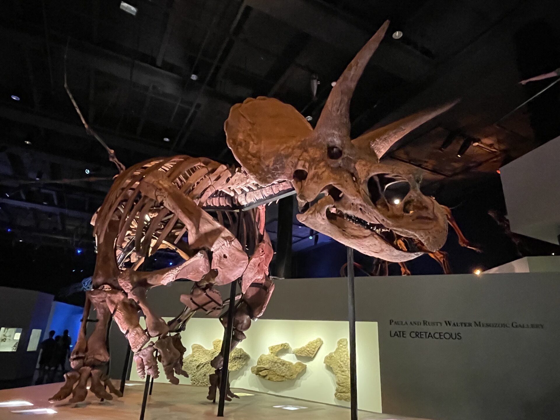 【トリケラトプス】3本のツノとフリルが武器！ 最強の植物食恐竜| 恐竜図鑑 | KidZAURUS (キッザウルス)